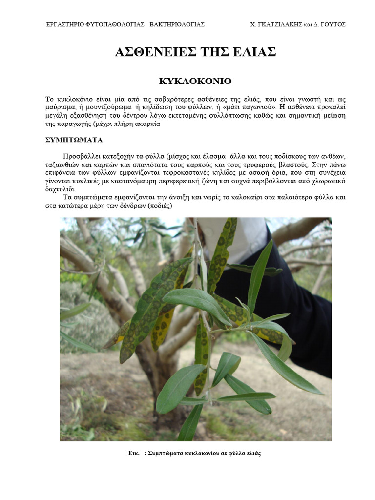 ΕΛΙΑ τελιΚΟ 2019 | PDF