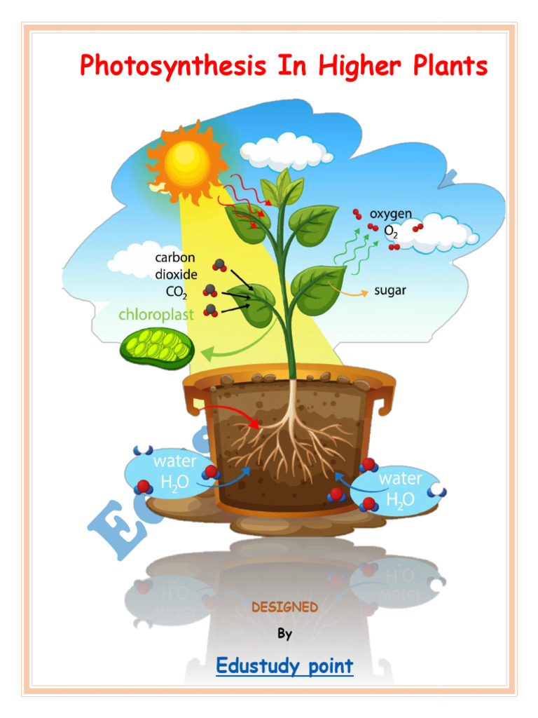 Photosynthesis in Higher Plants Class 12 | PDF