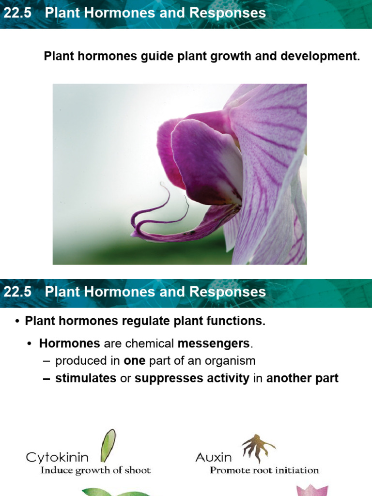 Plant Hormones | PDF