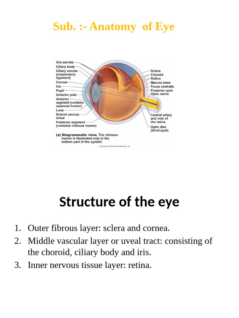 eye | PDF