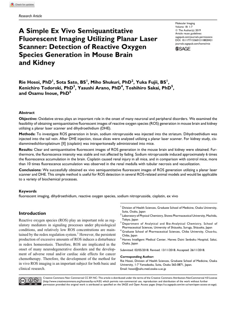 Brain Slices | PDF