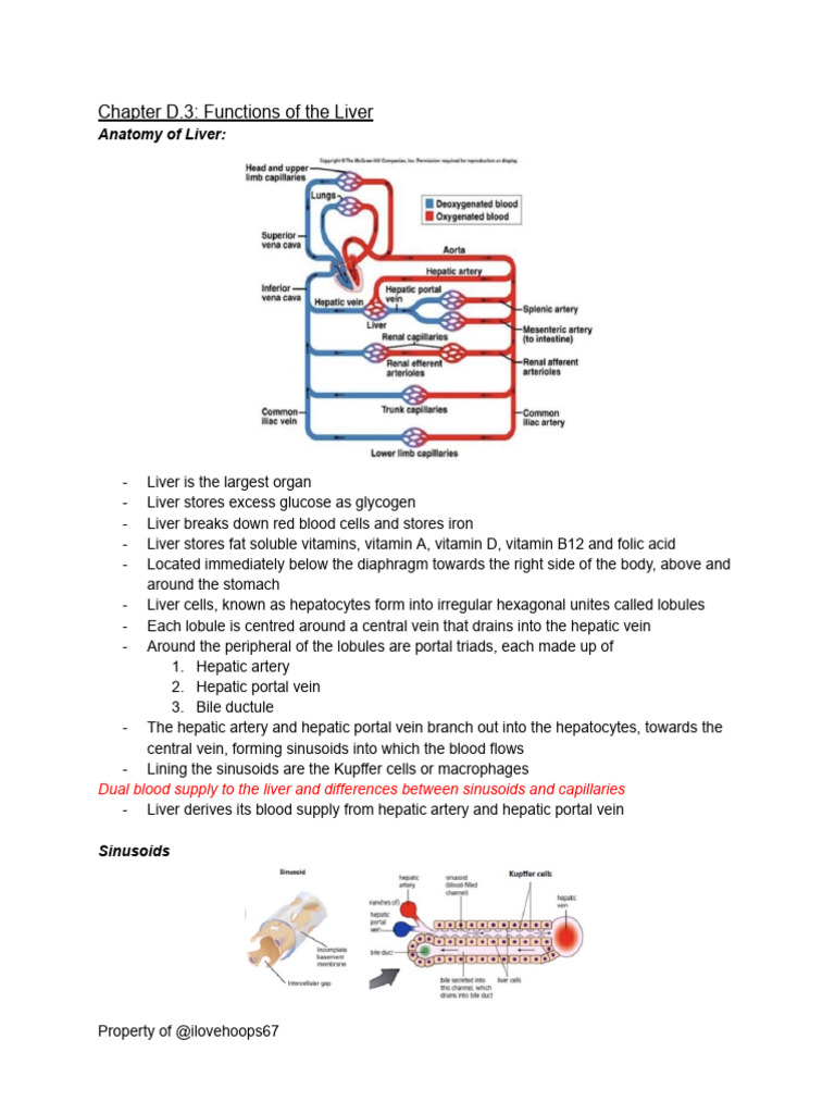 Chapter D.3: Functions of The Liver | PDF