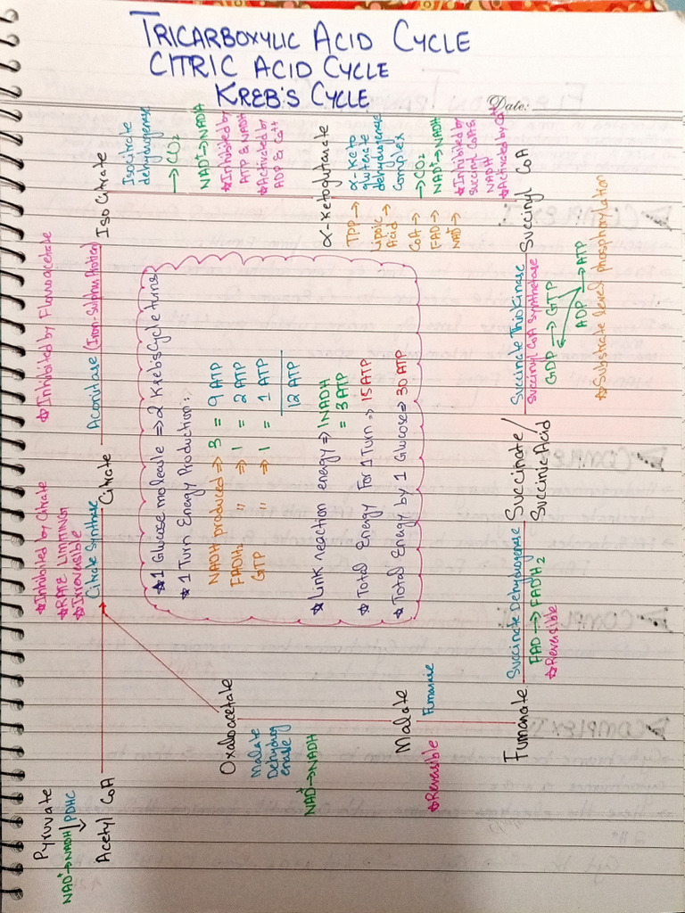 TCA cycle, Krebs cycle, Citric acid cycle | PDF