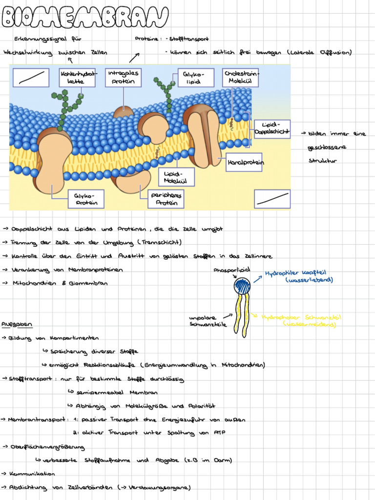 BIOMEMBRAN | PDF