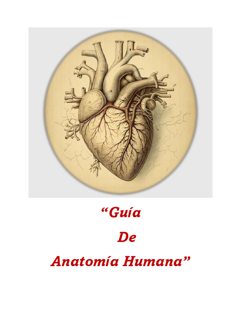 Guia De Anatomia Pdf