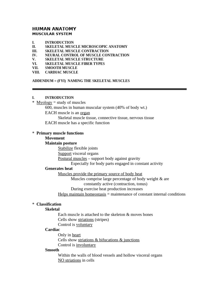 08 Muscular Student | PDF | Anatomical Terms Of Motion | Muscle Contraction