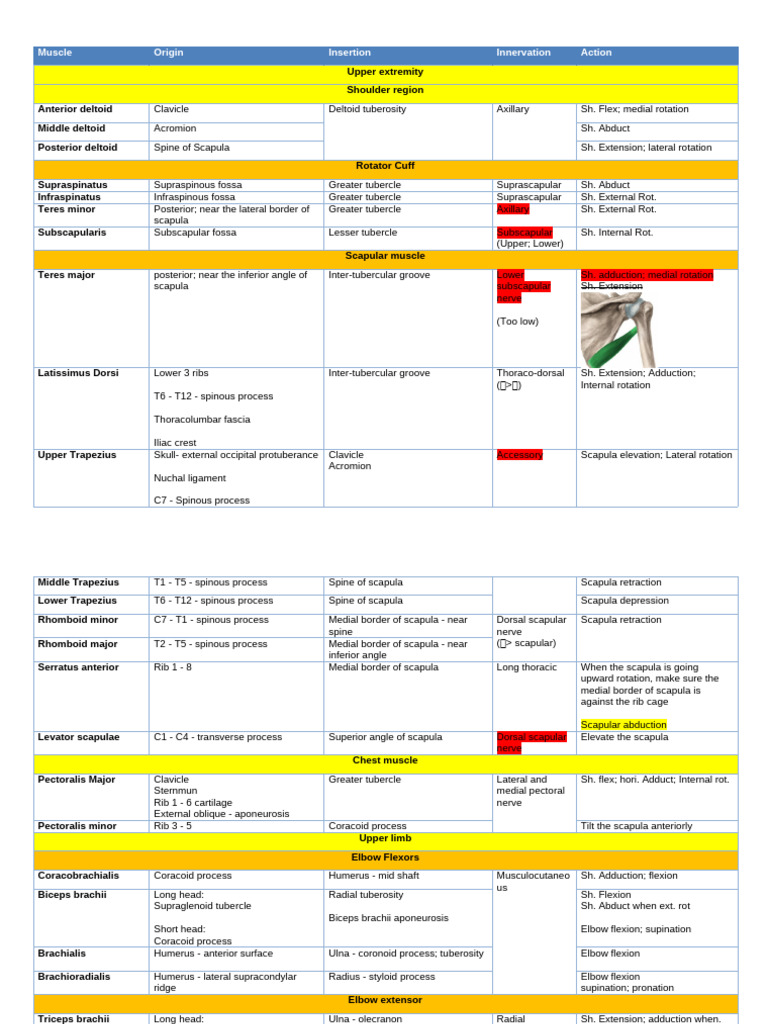 Muscle Table | PDF