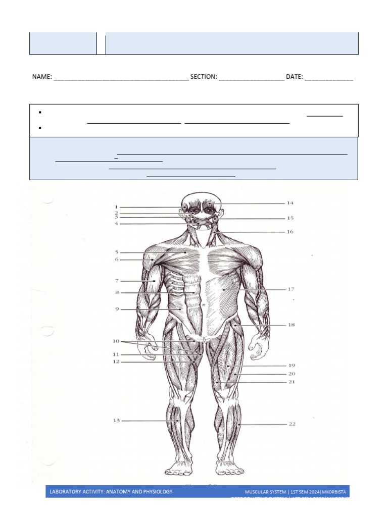 Laboratory Activity 6 - Muscular System | PDF