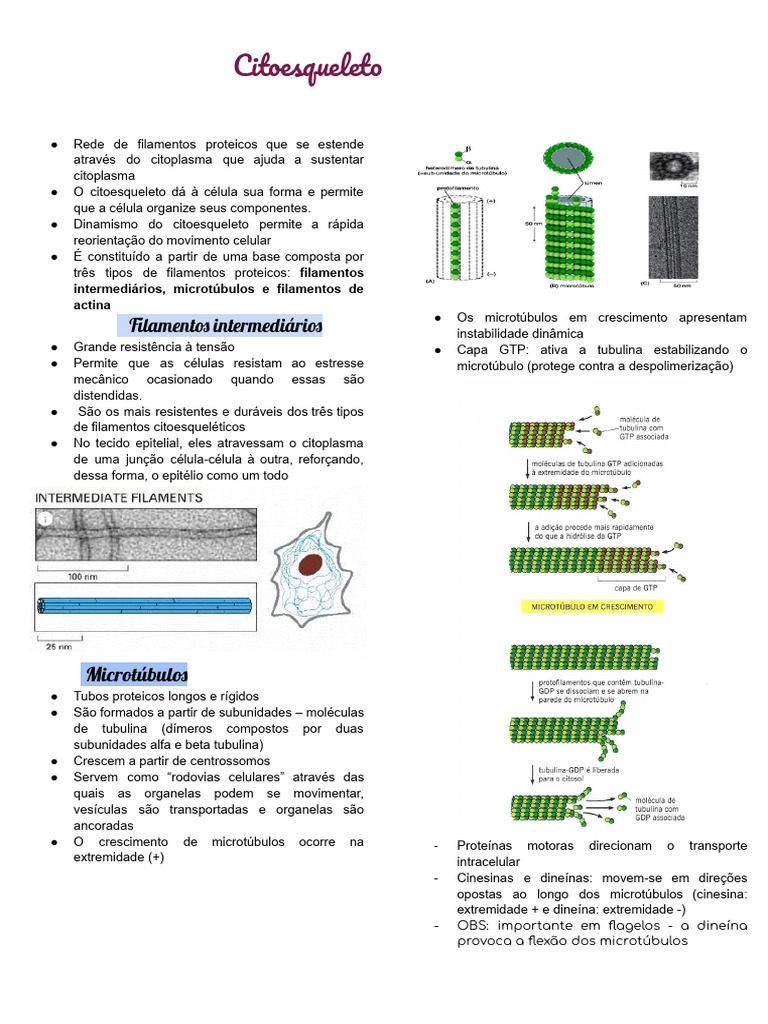 BioCel - Citoesqueleto | PDF