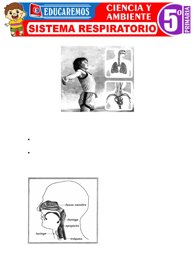 Sistema Respiratorio para Quinto Grado de Primaria | PDF