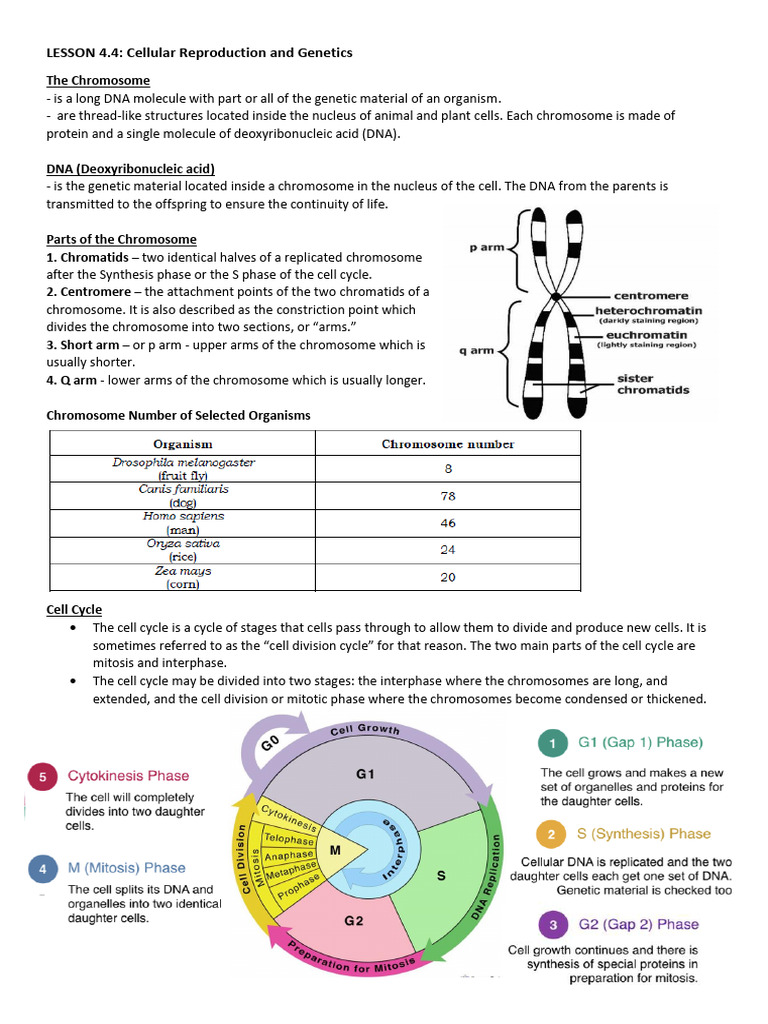 Science Lesson 4.4 | PDF
