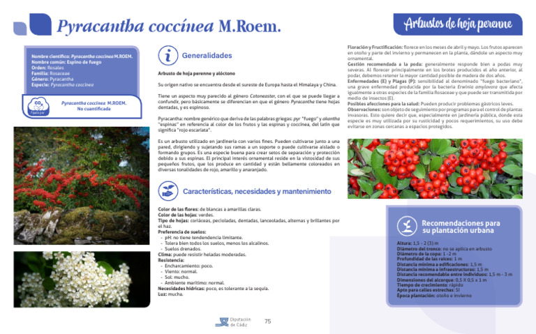 60 - Pyracantha Coccinea M.Roem - Espino de Fuego | PDF
