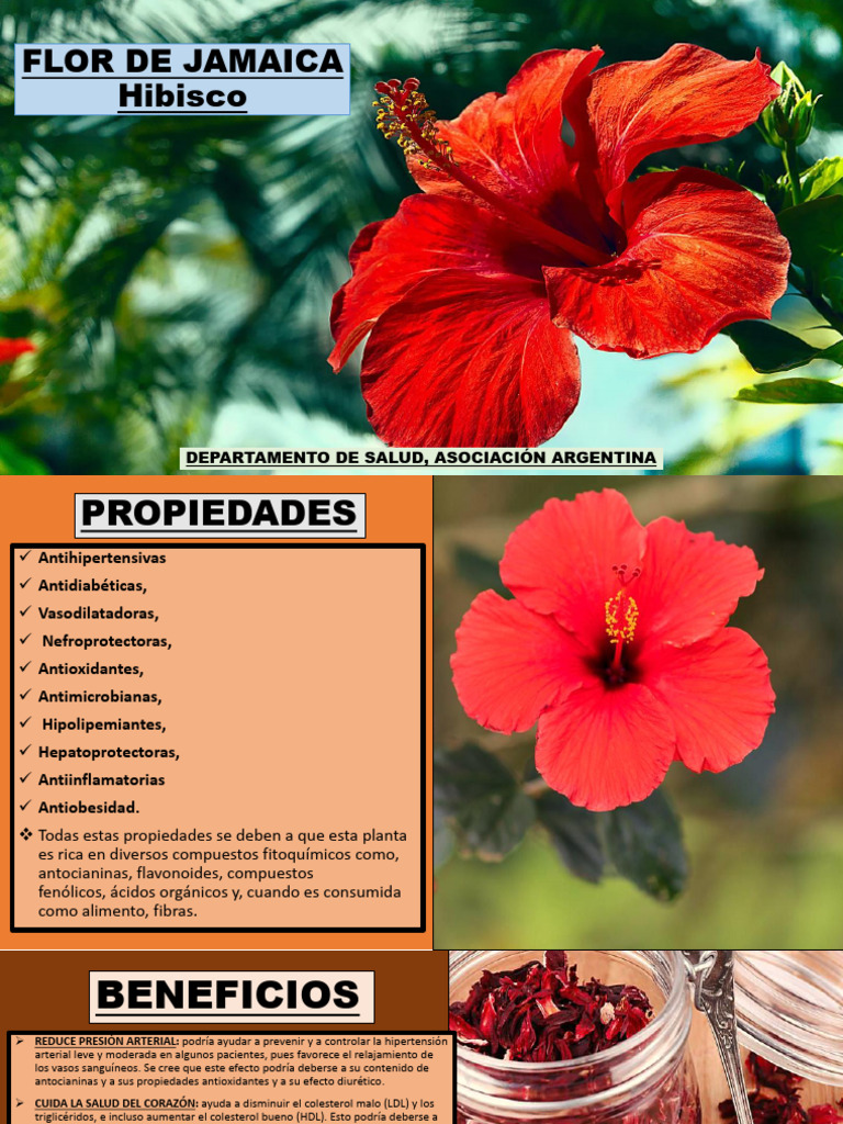 Flor de Jamaica-Hibisco | PDF