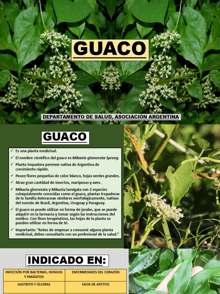 GUACO | PDF