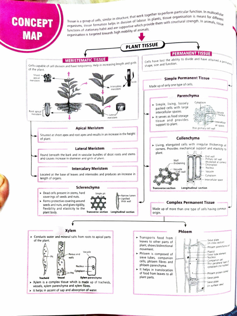Mind Map Tissues | PDF