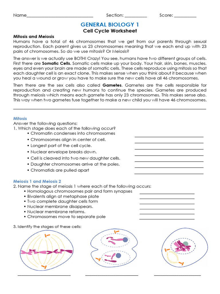 mitosis-and-meiosis-worksheet | PDF