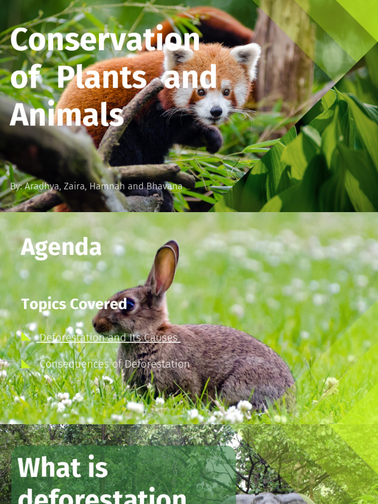 Conservation of Plants and Animals(ARADHYA SHAILESH) | PDF Conservation of Plants and Animals(ARADHYA SHAILESH) | PDF