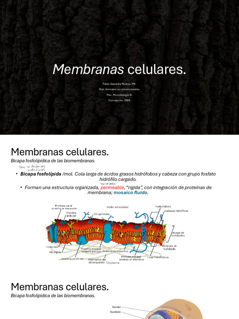 C2.a Membranas Celulares | PDF