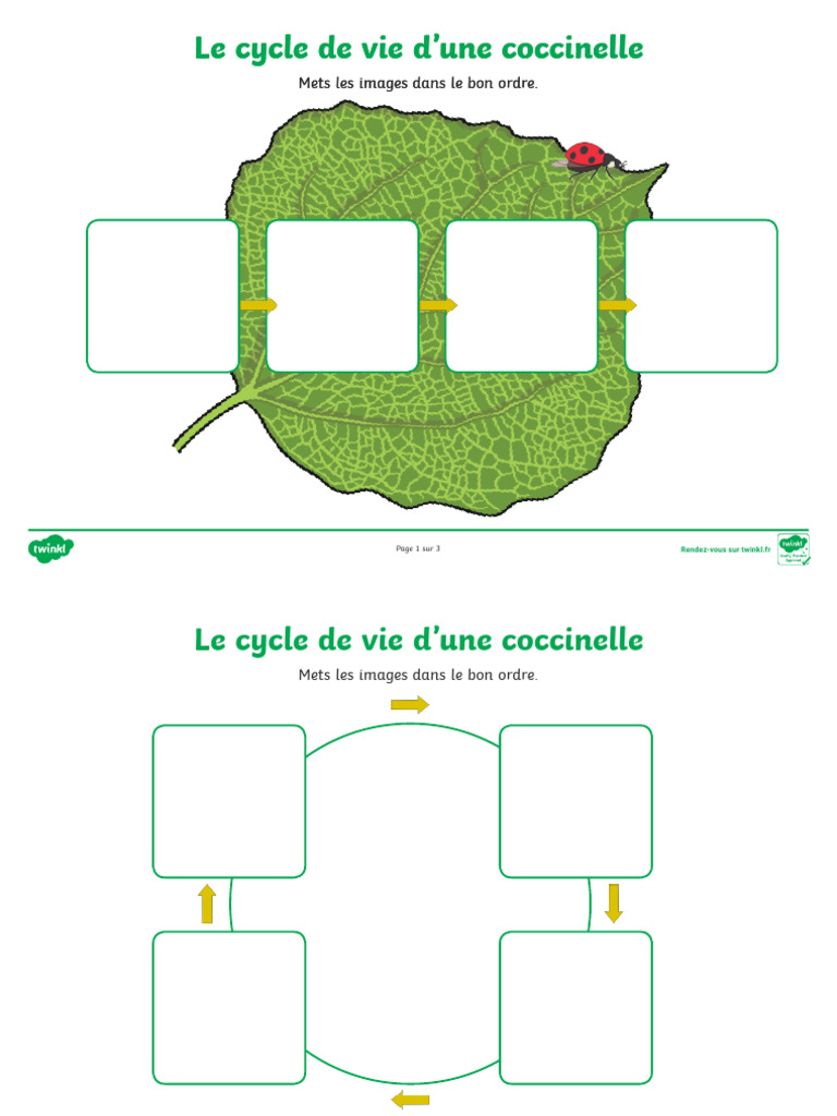 FR SC 79 Fiches Dactivits Cycle de Vie Dune Coccinelle Ver 1 | PDF