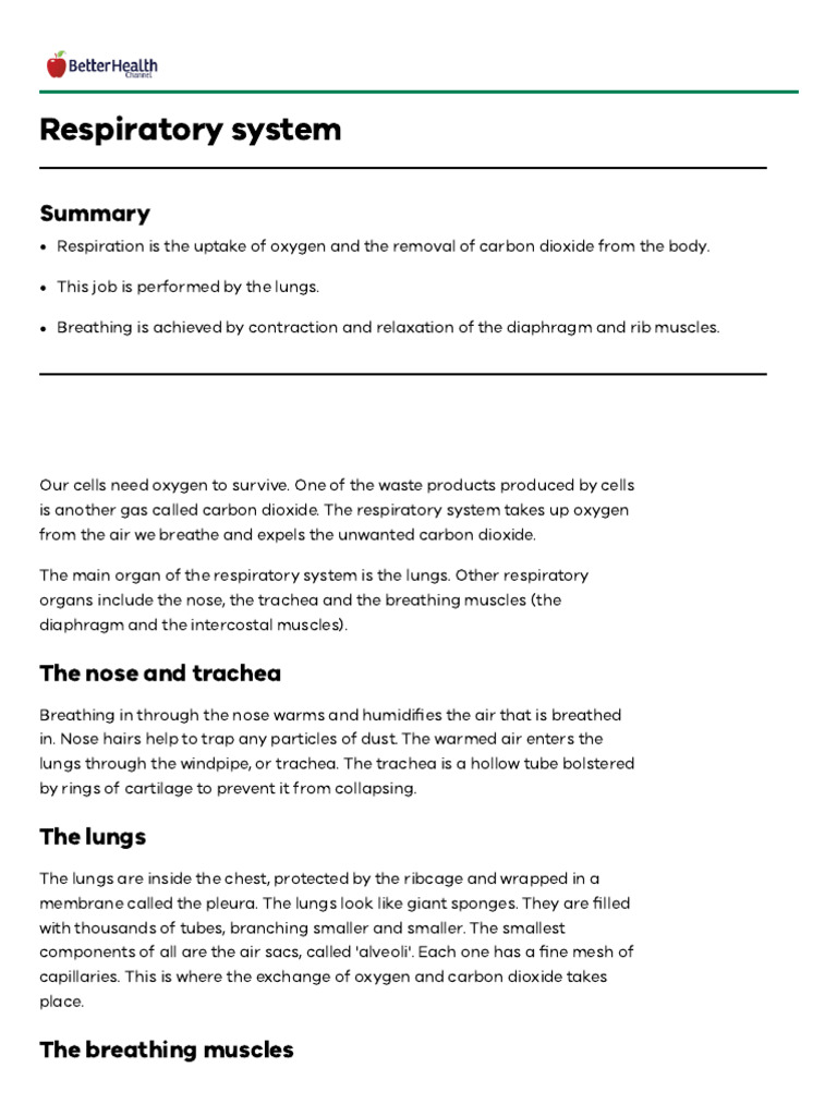 Respiratory System - Better Health Channel | PDF