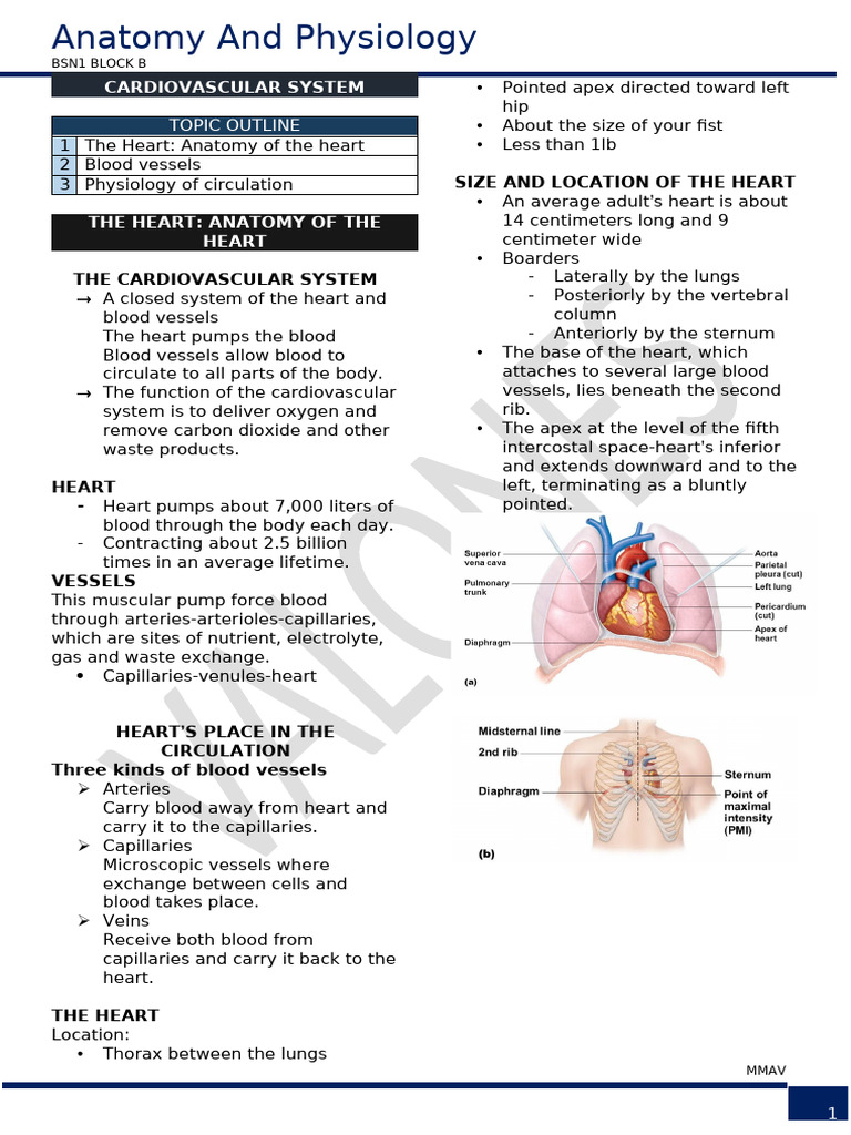 Cardiovascular System | PDF