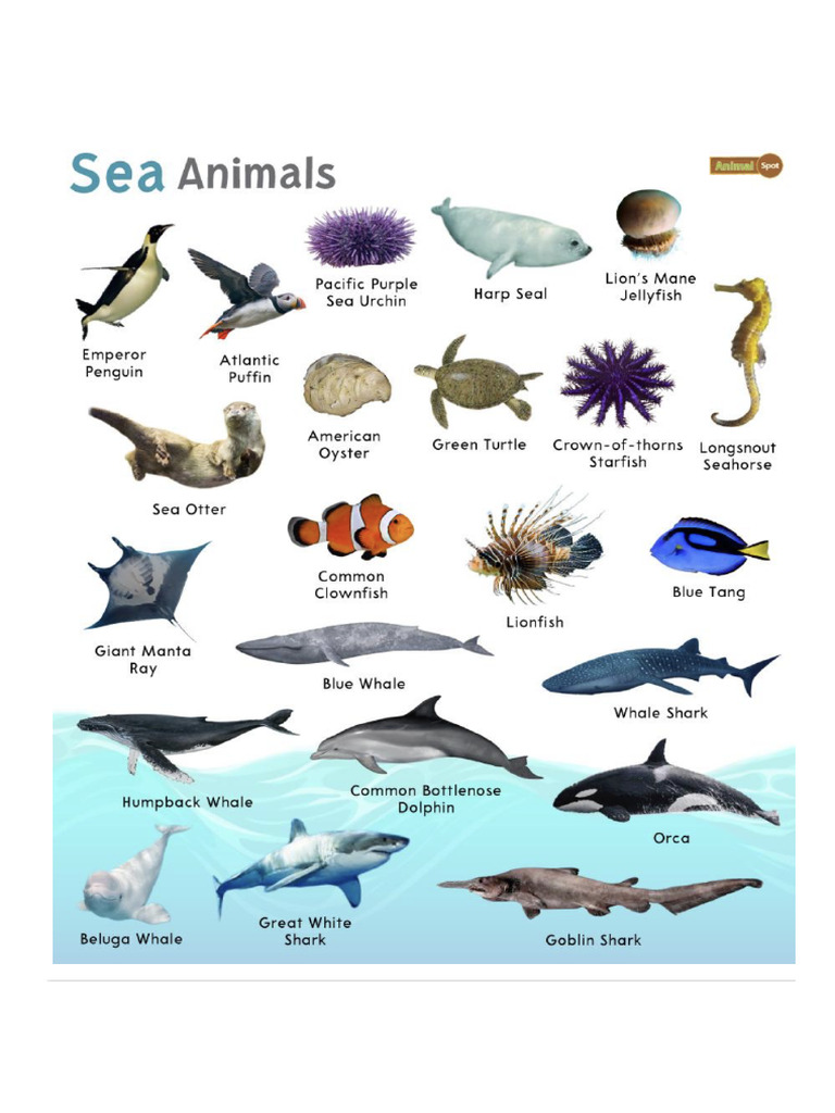 Sea Animals | PDF