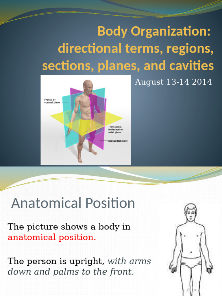 anatomy position | PDF