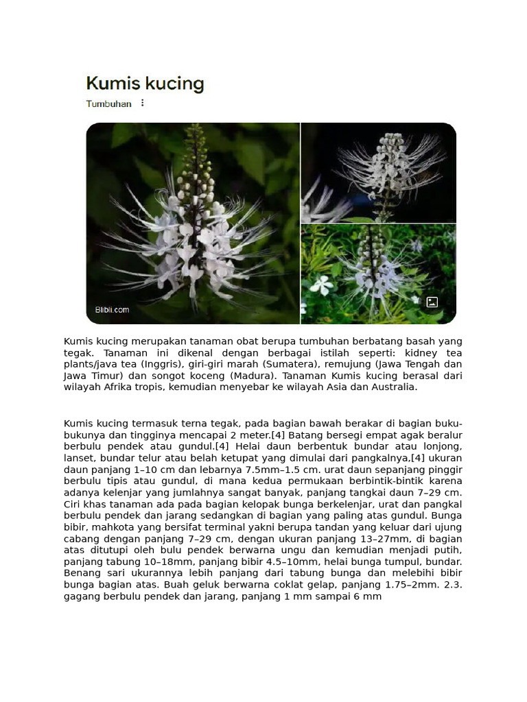 Bunga Kumis Kucing Pengertian Dan Karakteristik | PDF
