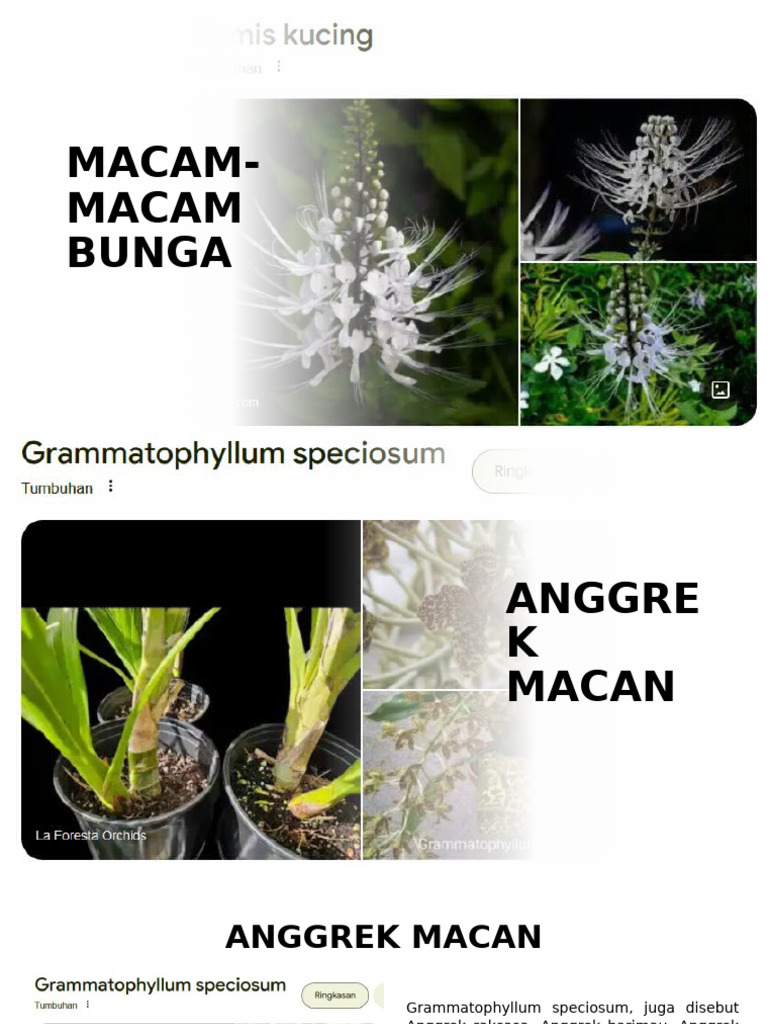 Macam Dan Jenis Bunga Beserta Penjelasannya | PDF