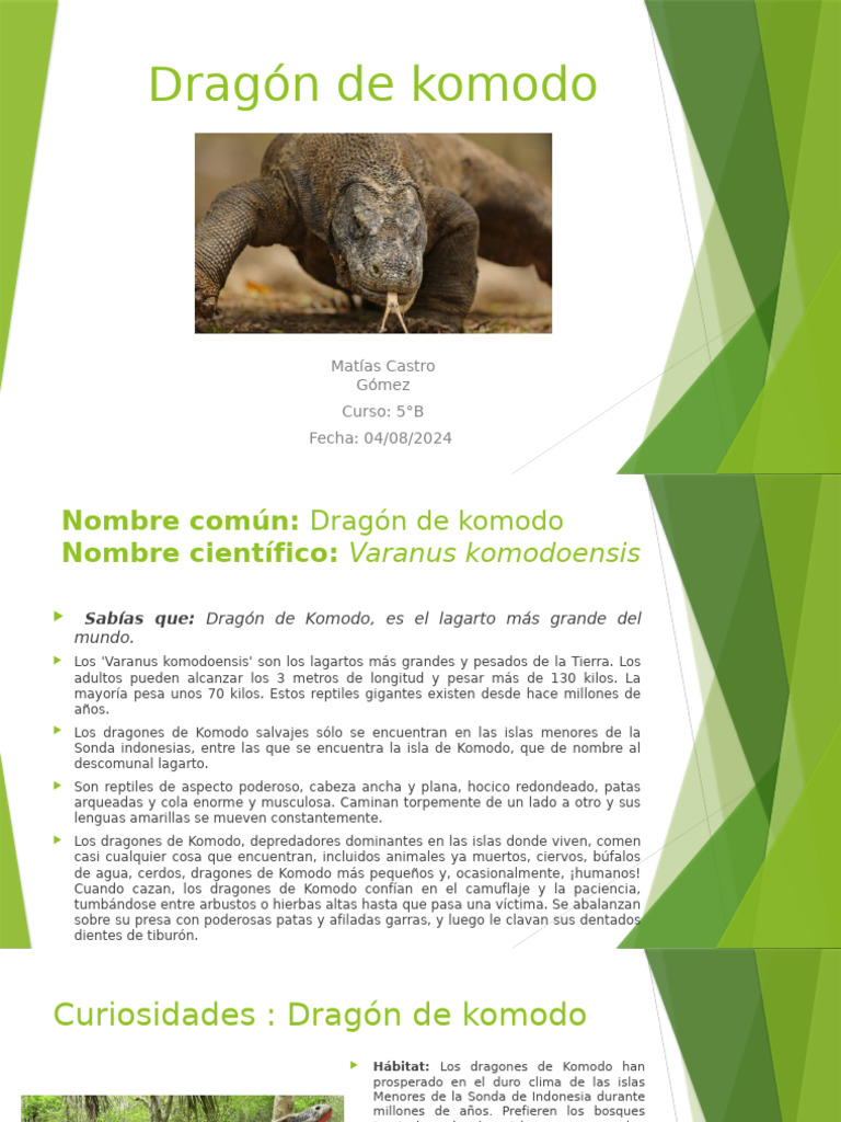 Dragón de Komodo | PDF