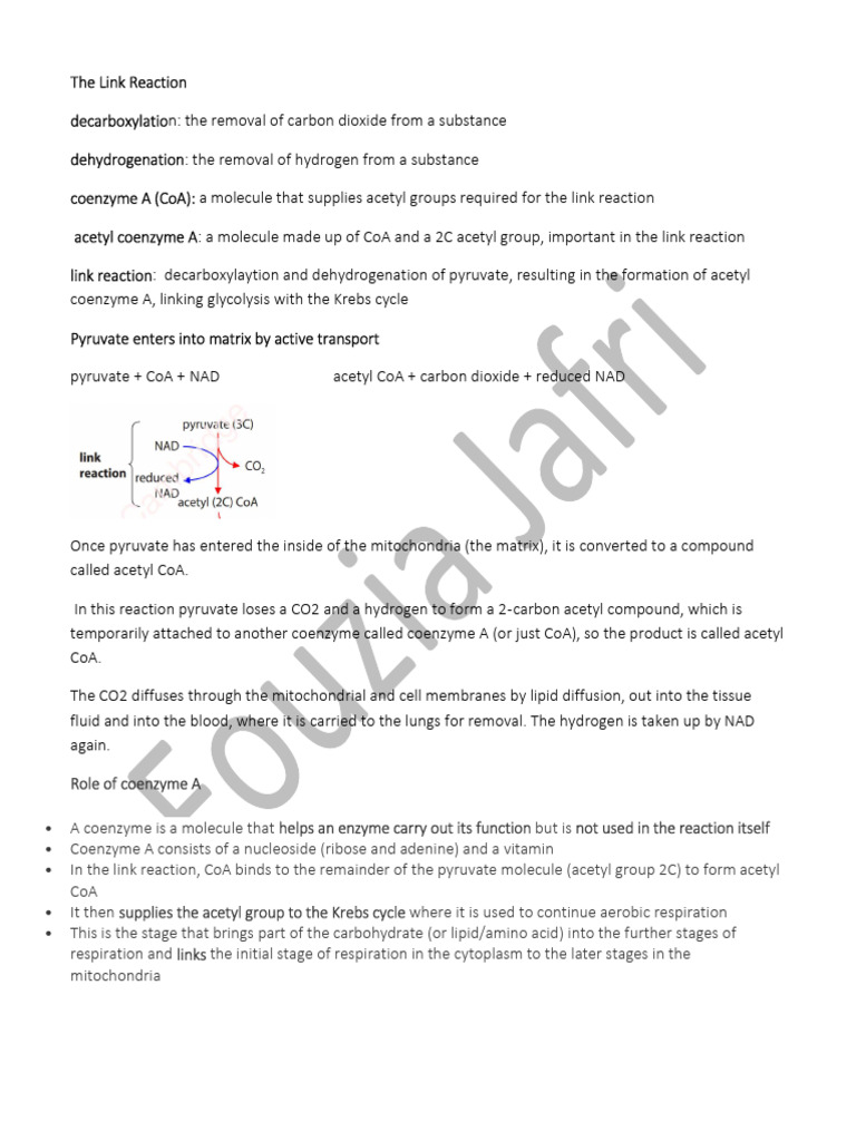 12 B) The Link Reaction | PDF