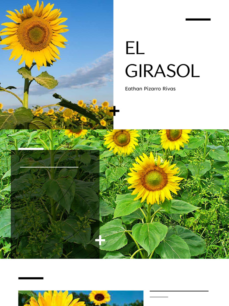 El Girasol | PDF