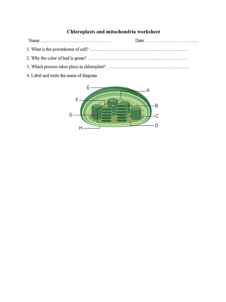 Chloroplast and Mitochondria Worksheet-2 | PDF