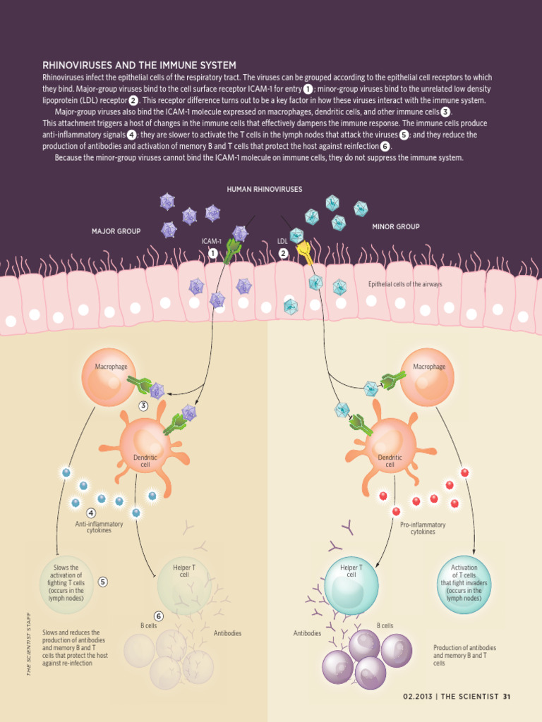 Rhinoviruses and Immune Response Dynamics | PDF | Immune System ...