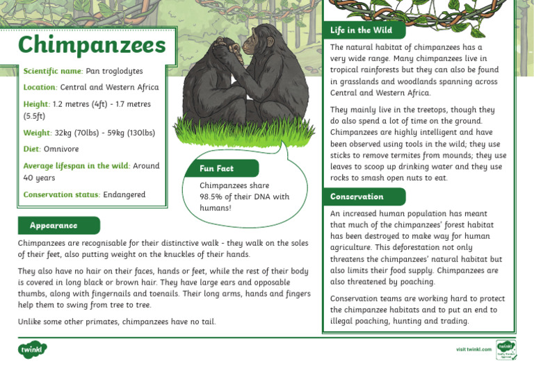 Chimpanzee-Fact-File Ver 1 | PDF | Chimpanzee | Science & Mathematics