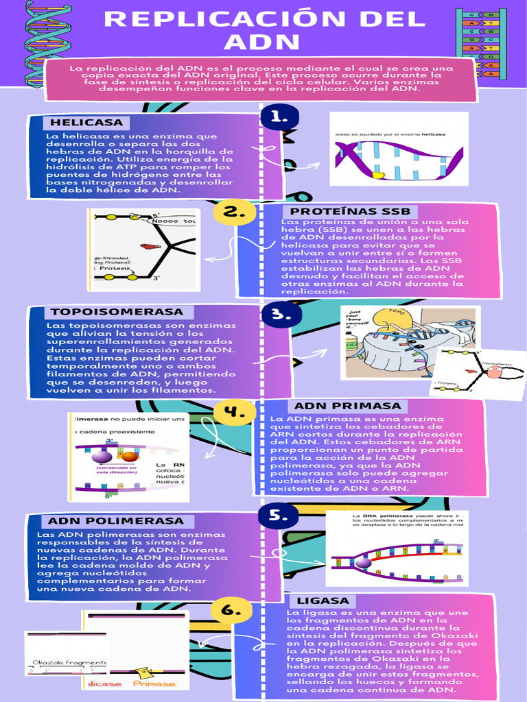 Replicación Del ADN | PDF
