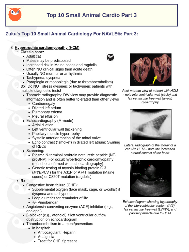 Top 10 Small Animal Cardio Part 3 | PDF