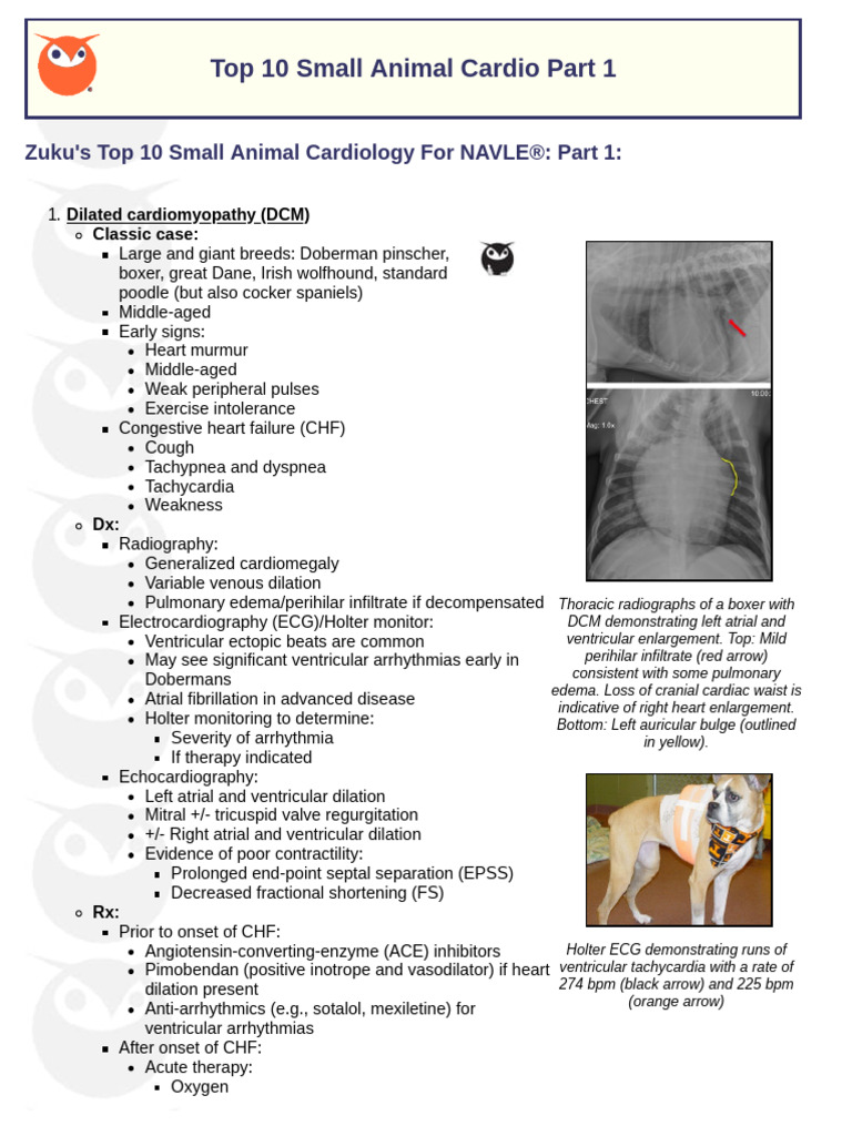 Top 10 Small Animal Cardio Part 1 0 | PDF