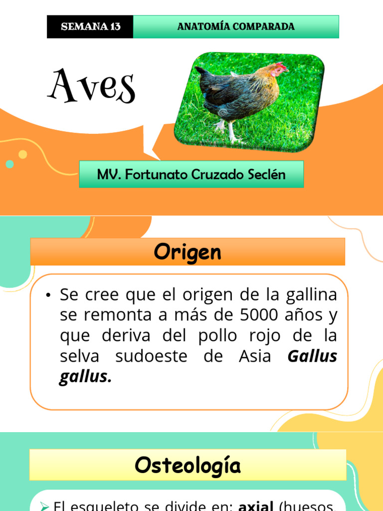 Anatomia Comparada - Teoria 8 | PDF