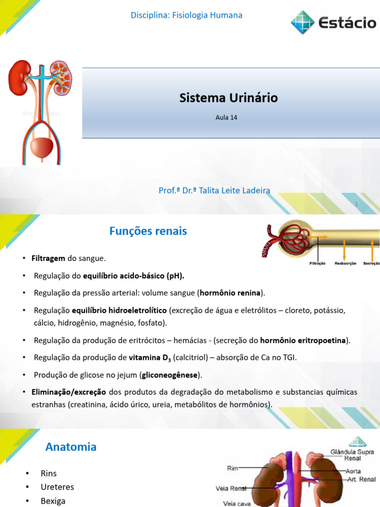 Aula 14 - Sistema Urin Rio 3 | PDF