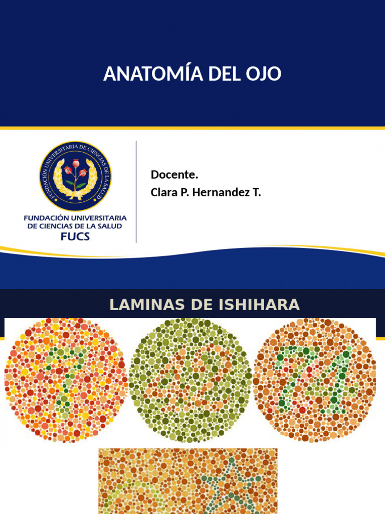 Anatomia Del Ojo | PDF