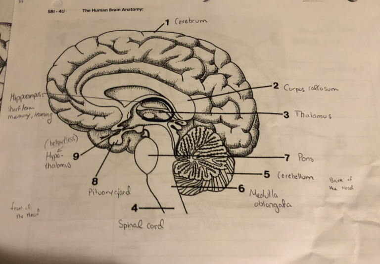 Brain Anatomy | PDF