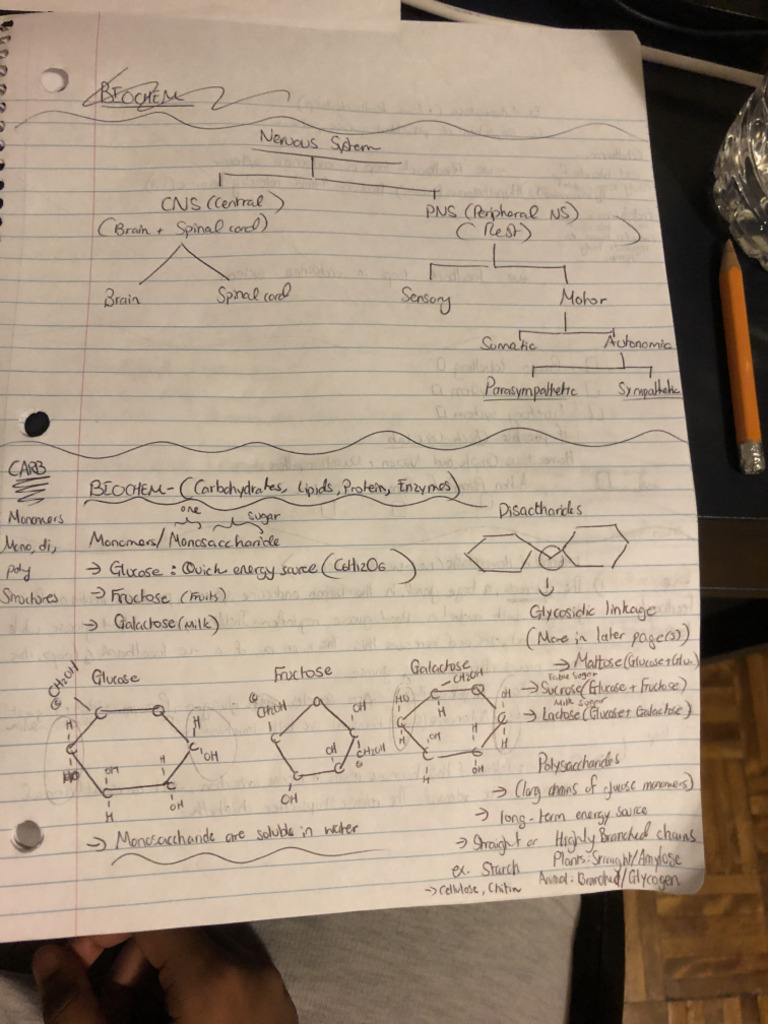 Nervous System Breakdown and Biochem Intro Notes | PDF
