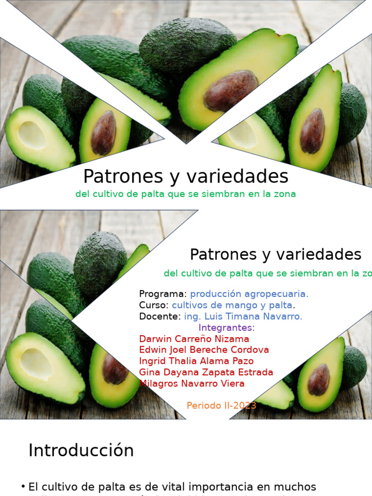 Patrones y Variedades Palto | PDF