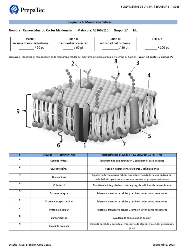 ESQUEMA 6 - Membrana Celular - AD23 | PDF