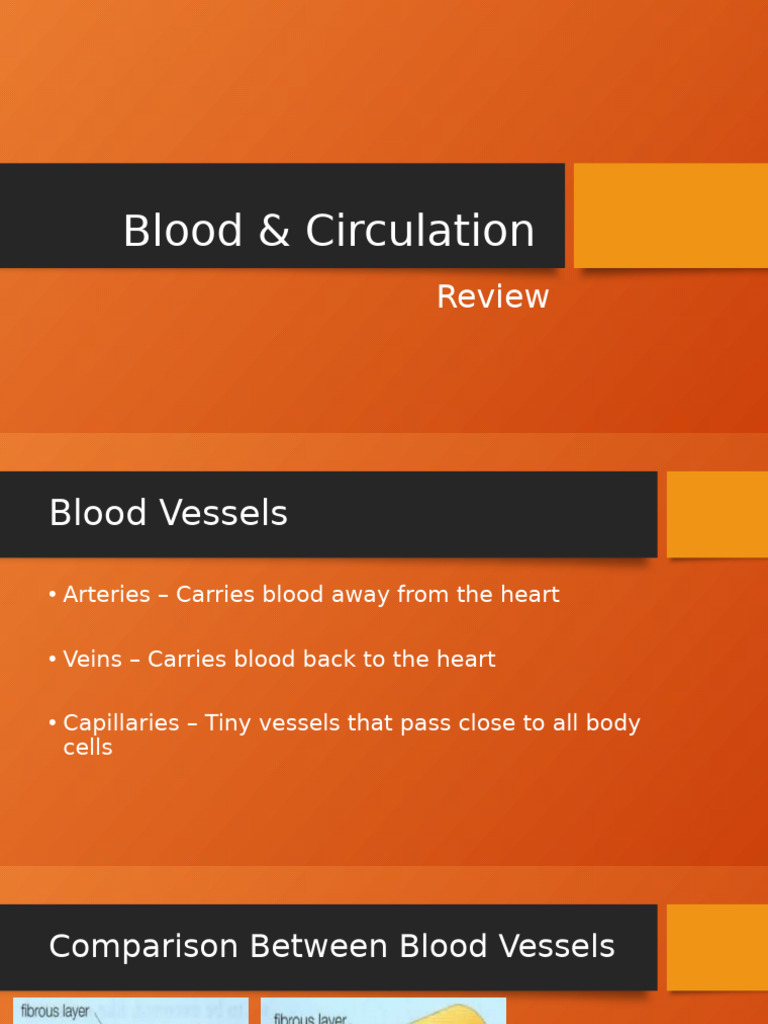 Form 1 - Biology - Chp 6 - Blood & Circulation - Review | PDF
