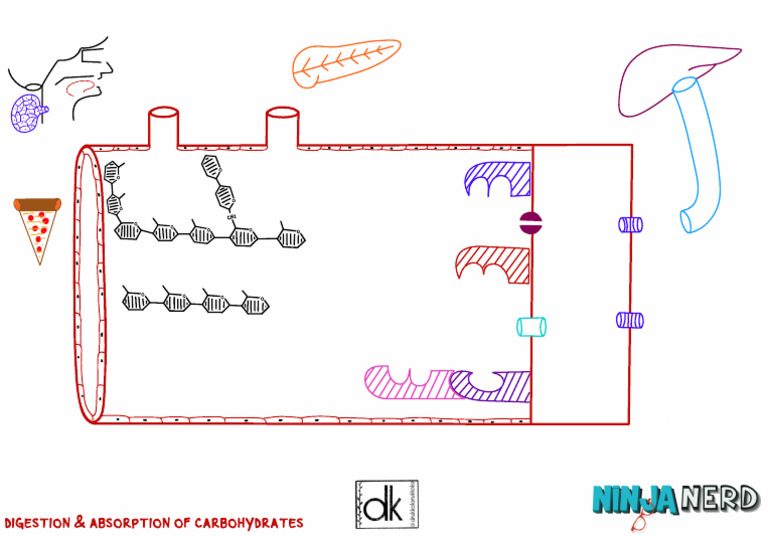 GI physiology] 15 Digestion _ absorption of carbohydrates - Handout | PDF