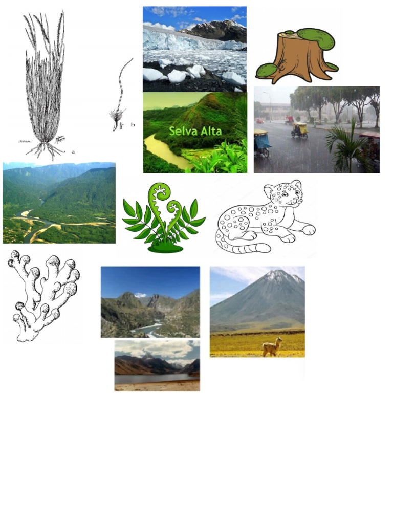 Documento (1) (3) | PDF