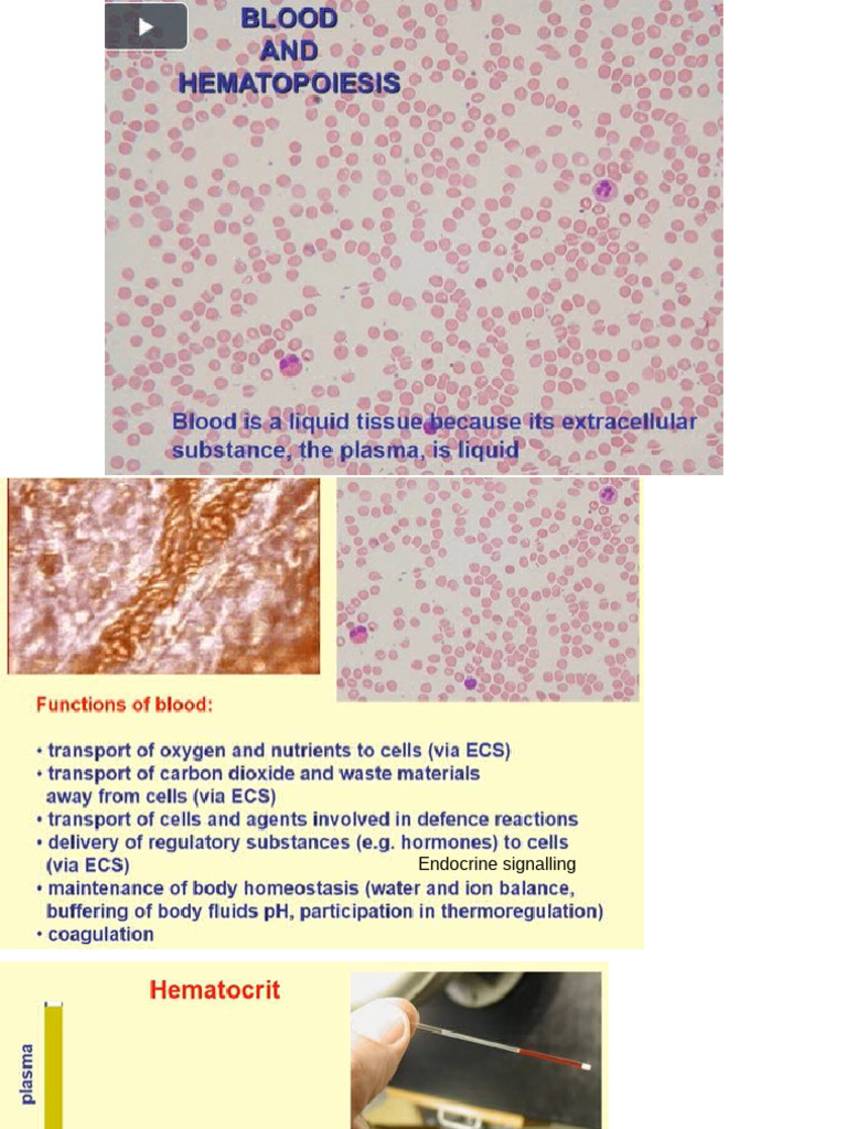 Histology Lecture 5 - Blood | PDF