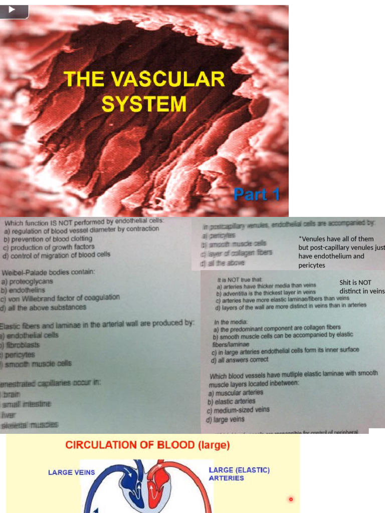Histology Lecture 8 Vascular | PDF